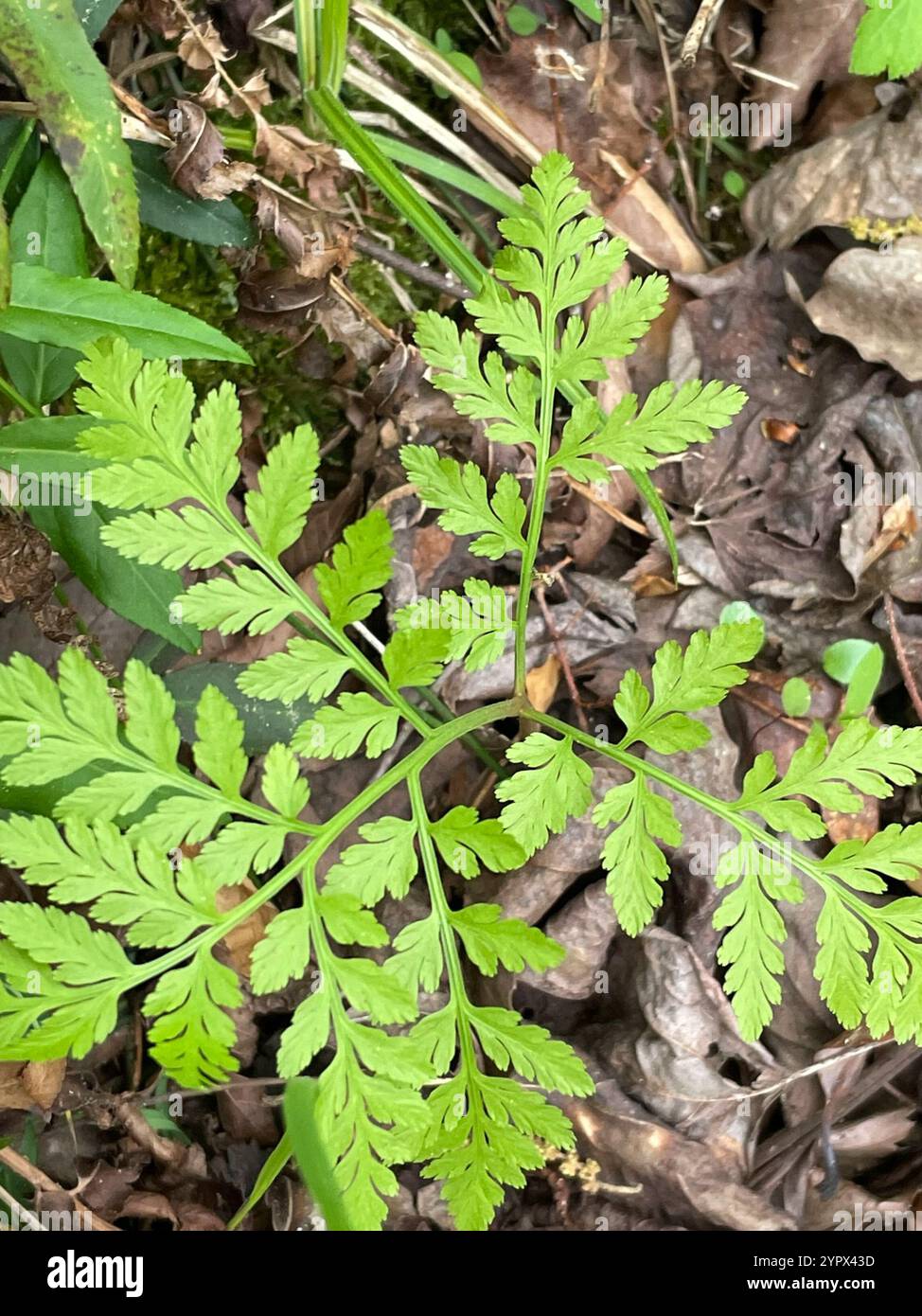rattlesnake fern (Botrypus virginianus Stock Photo - Alamy