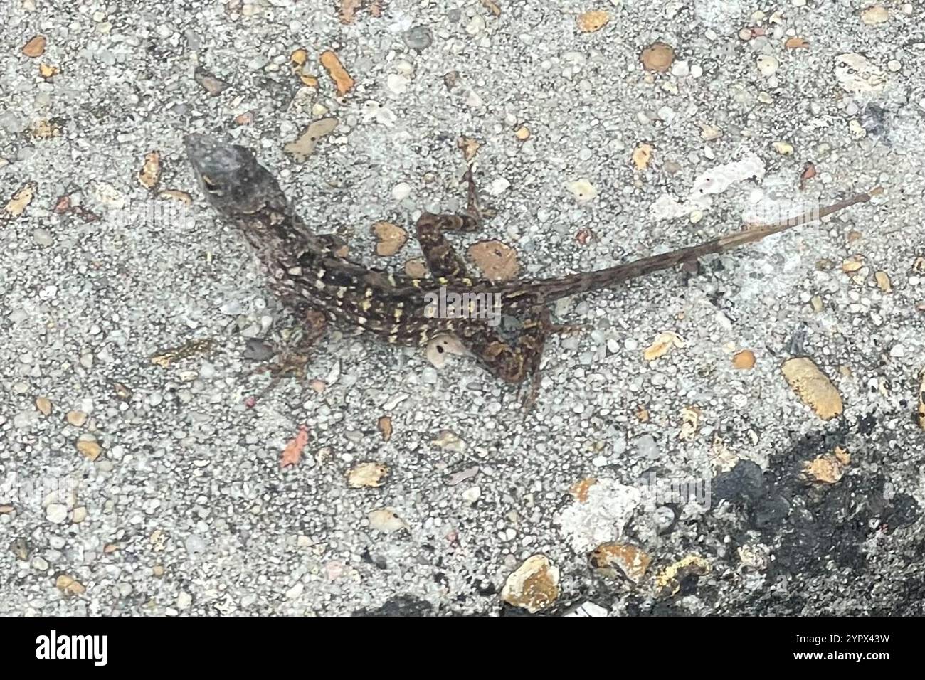 Brown Anole (Anolis sagrei Stock Photo - Alamy
