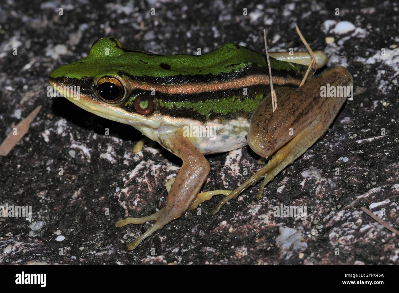 Green Paddy Frog (Hylarana erythraea Stock Photo - Alamy