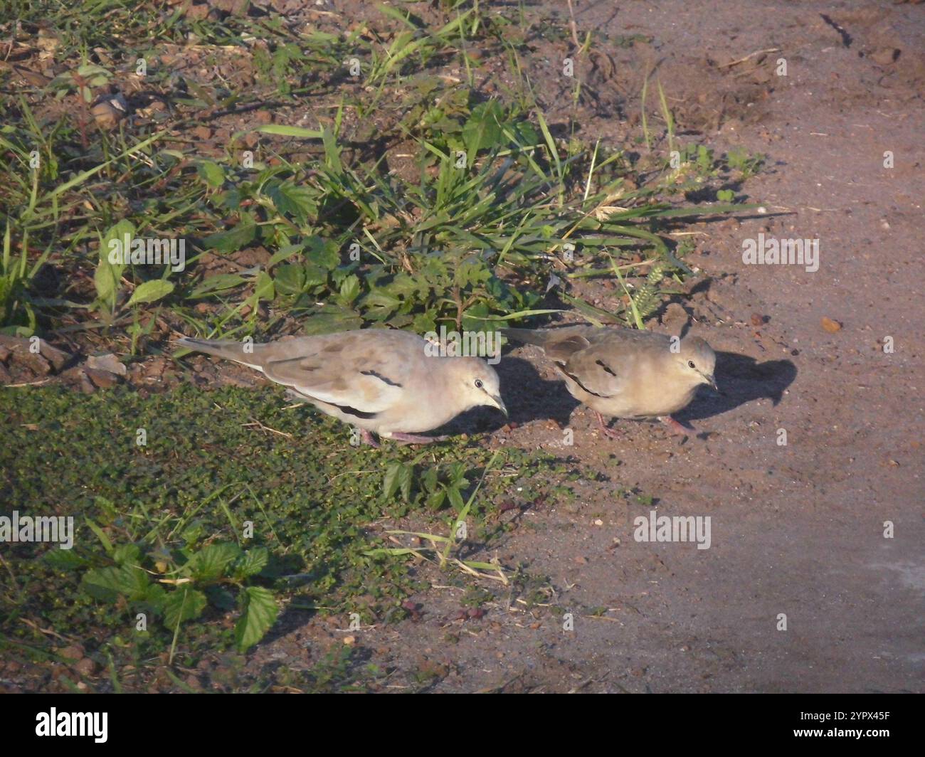 Picuí Ground Dove (Columbina picui Stock Photo - Alamy