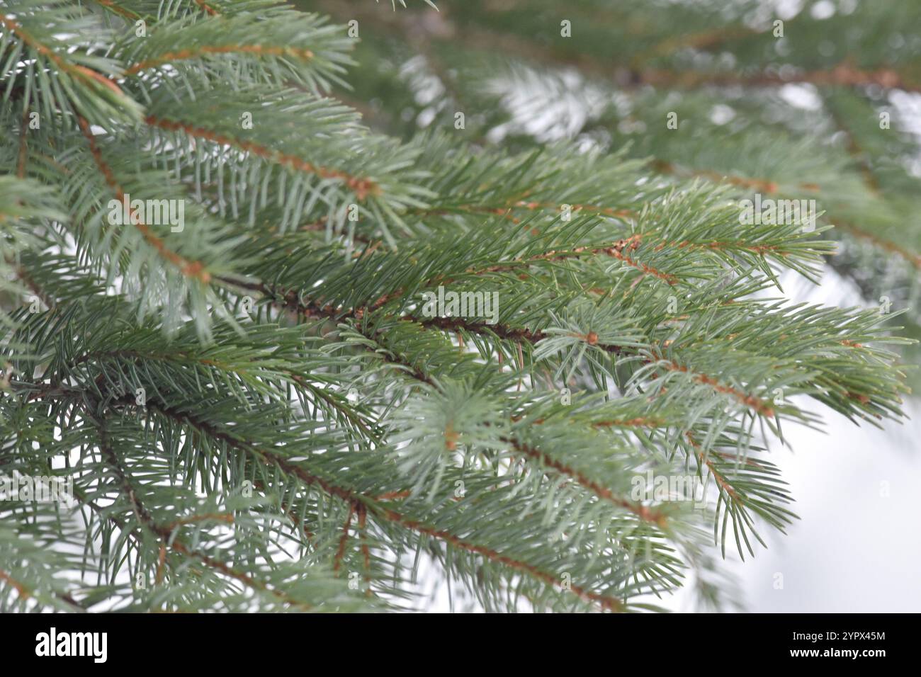 Engelmann spruce (Picea engelmannii Stock Photo - Alamy