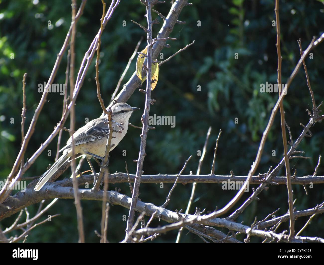 Chalk-browed Mockingbird (Mimus saturninus Stock Photo - Alamy