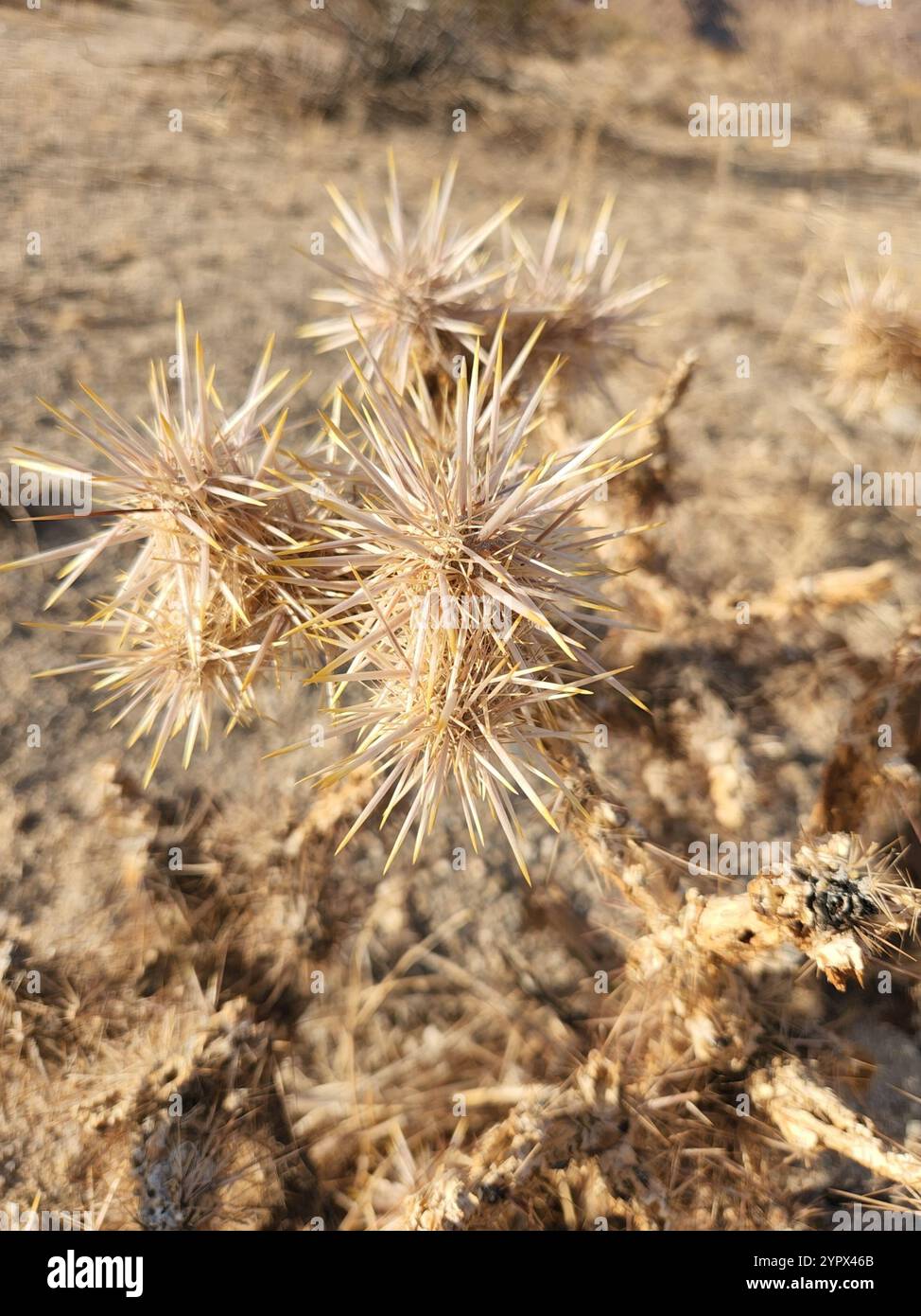 Silver Cholla (Cylindropuntia echinocarpa Stock Photo - Alamy