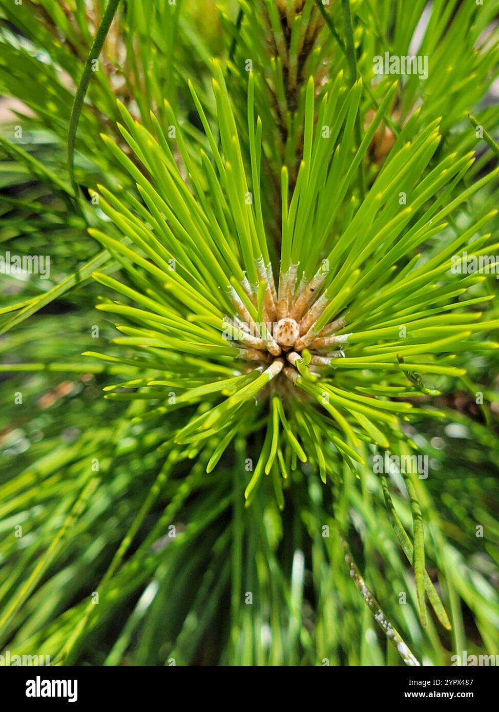 slash pine (Pinus elliottii Stock Photo - Alamy