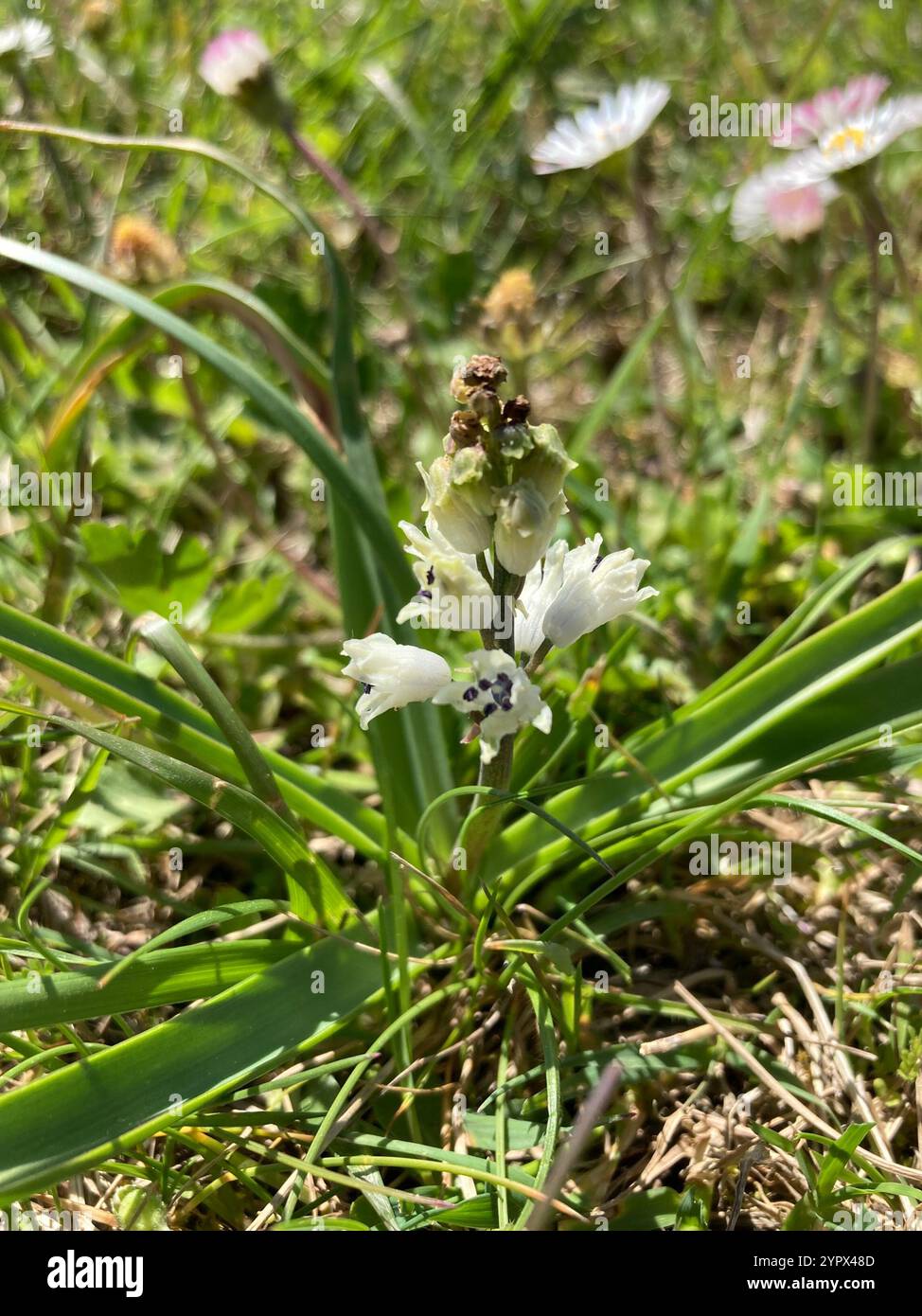 Roman Squill (Bellevalia romana Stock Photo - Alamy
