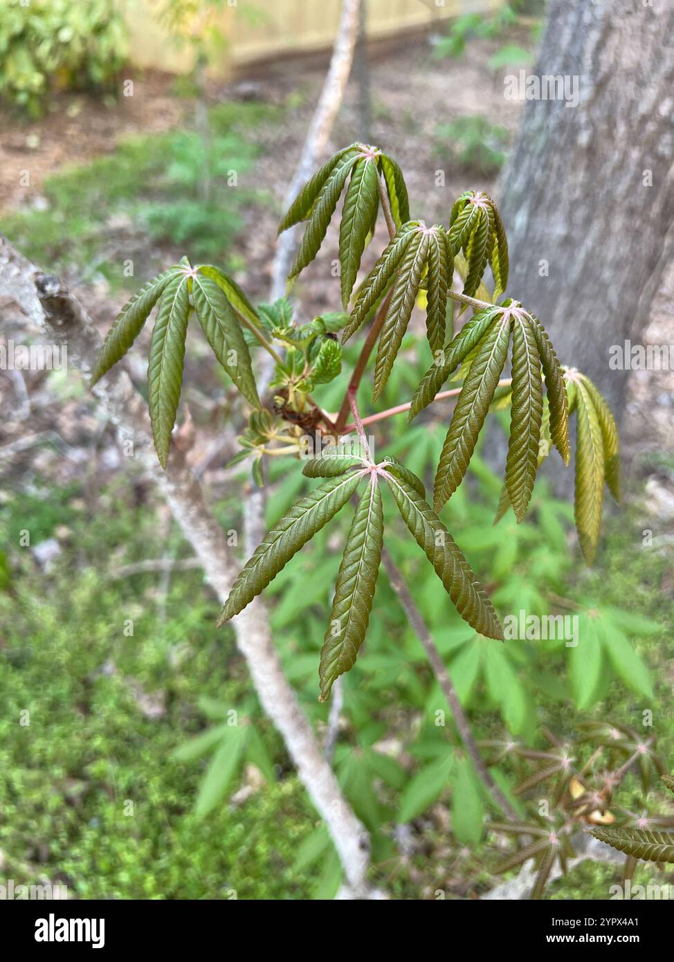 painted buckeye (Aesculus sylvatica Stock Photo - Alamy