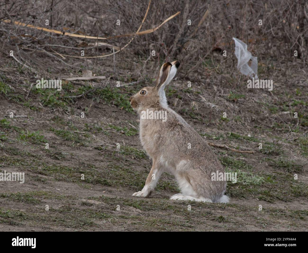 White-tailed Jackrabbit (Lepus townsendii Stock Photo - Alamy