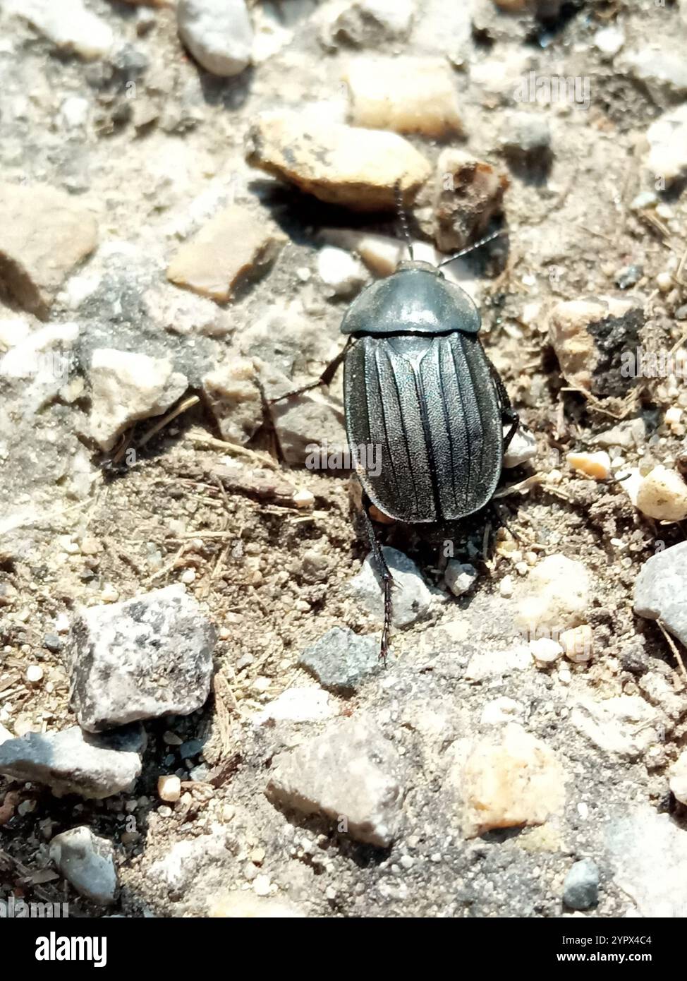 Silpha tristis hi-res stock photography and images - Alamy