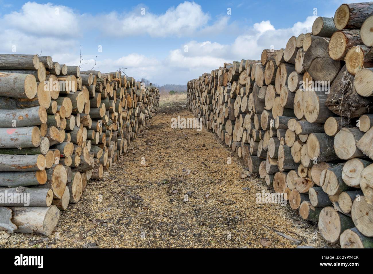 A woodpile of chopped lumber in the forest. A big pile of cut down ...