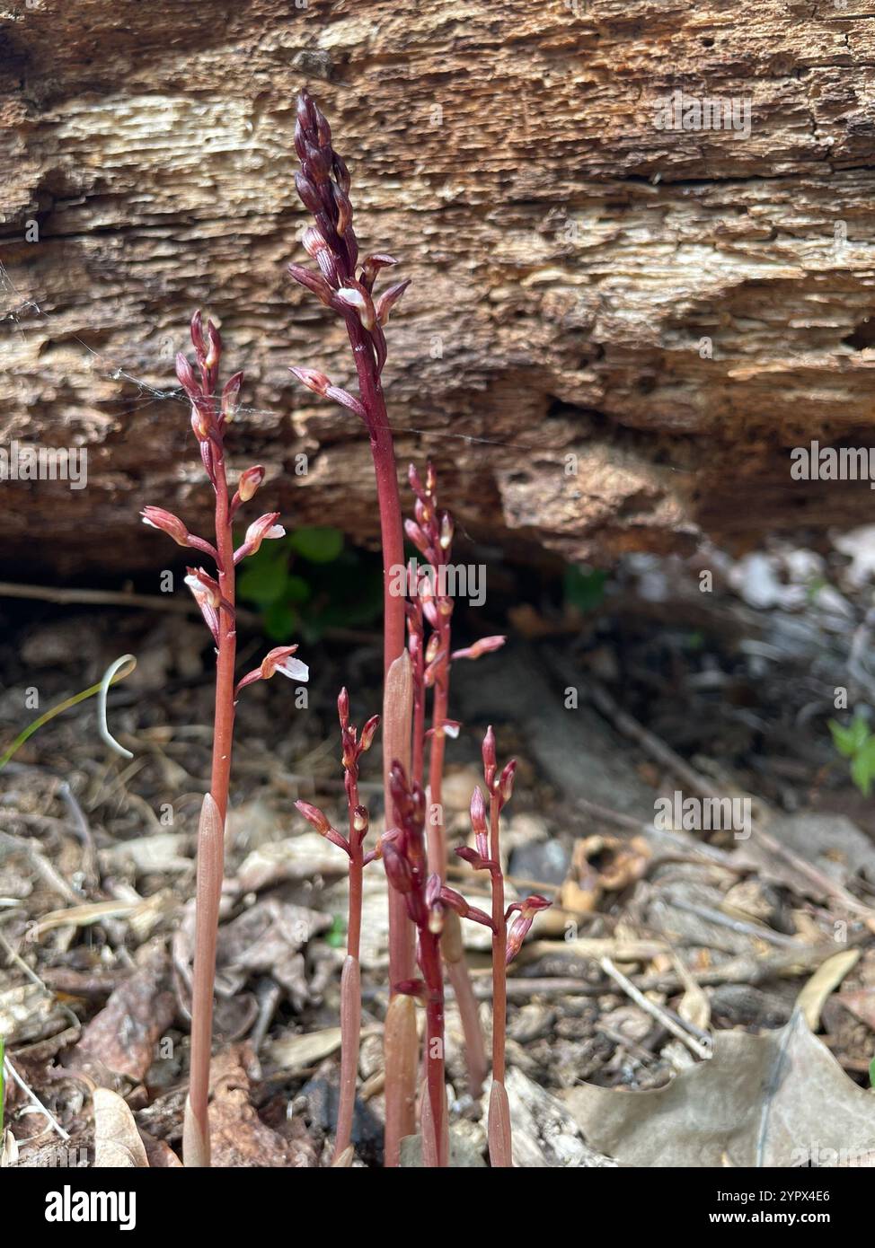 Spring Coralroot (Corallorhiza wisteriana Stock Photo - Alamy