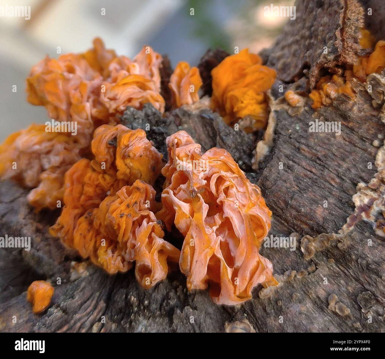 golden ear (Naematelia aurantia Stock Photo - Alamy