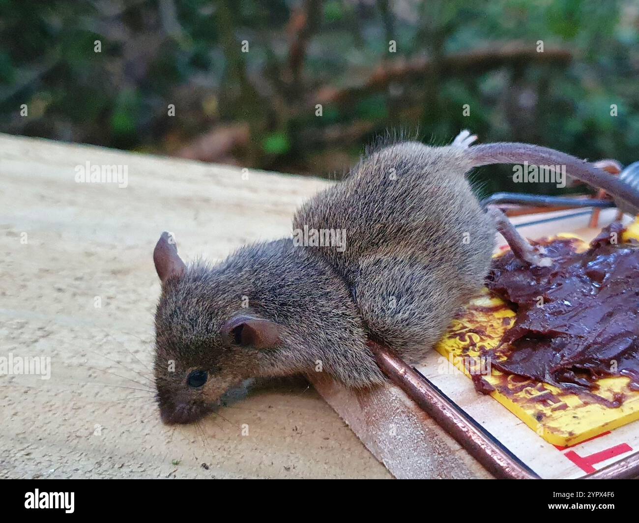 House Mouse (Mus musculus Stock Photo - Alamy