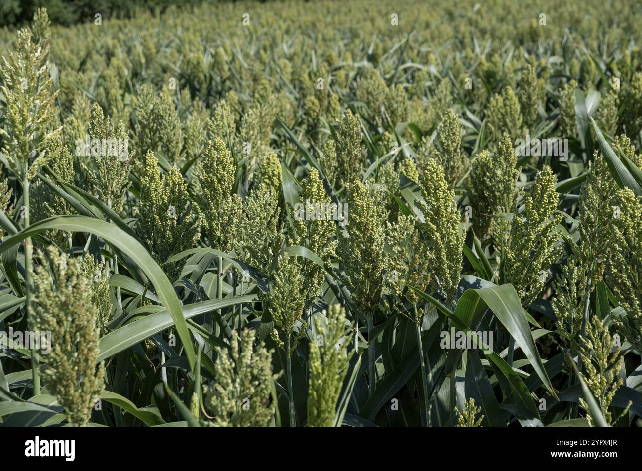 Sorghum bicolor. Sorghum agricultural field. The plant is also known as ...
