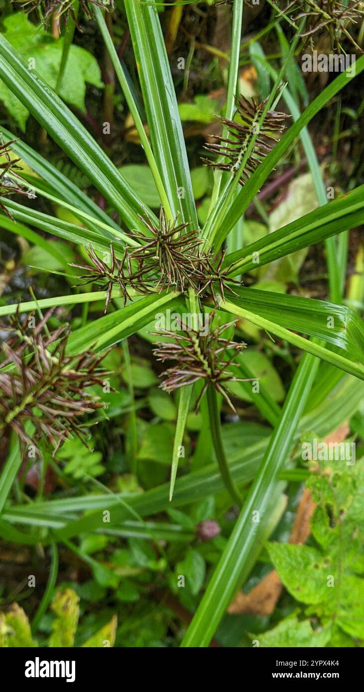 Fragrant flatsedge (Cyperus odoratus Stock Photo - Alamy