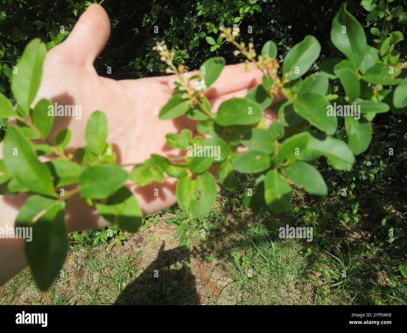 Chinese privet (Ligustrum sinense Stock Photo - Alamy