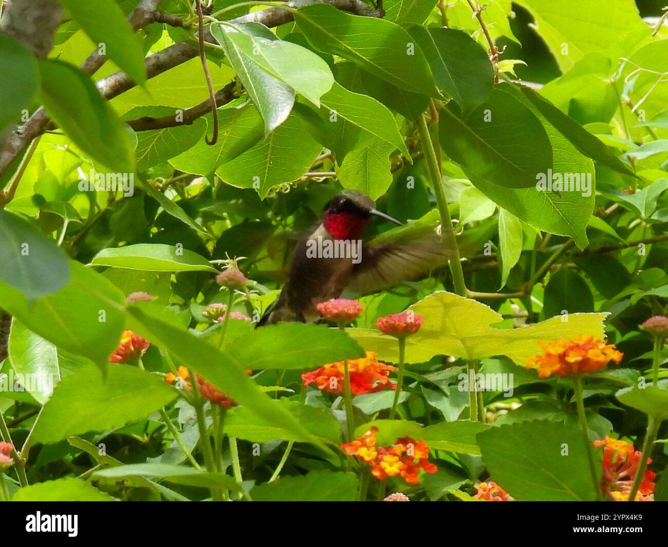 Ruby-throated Hummingbird (Archilochus colubris Stock Photo - Alamy