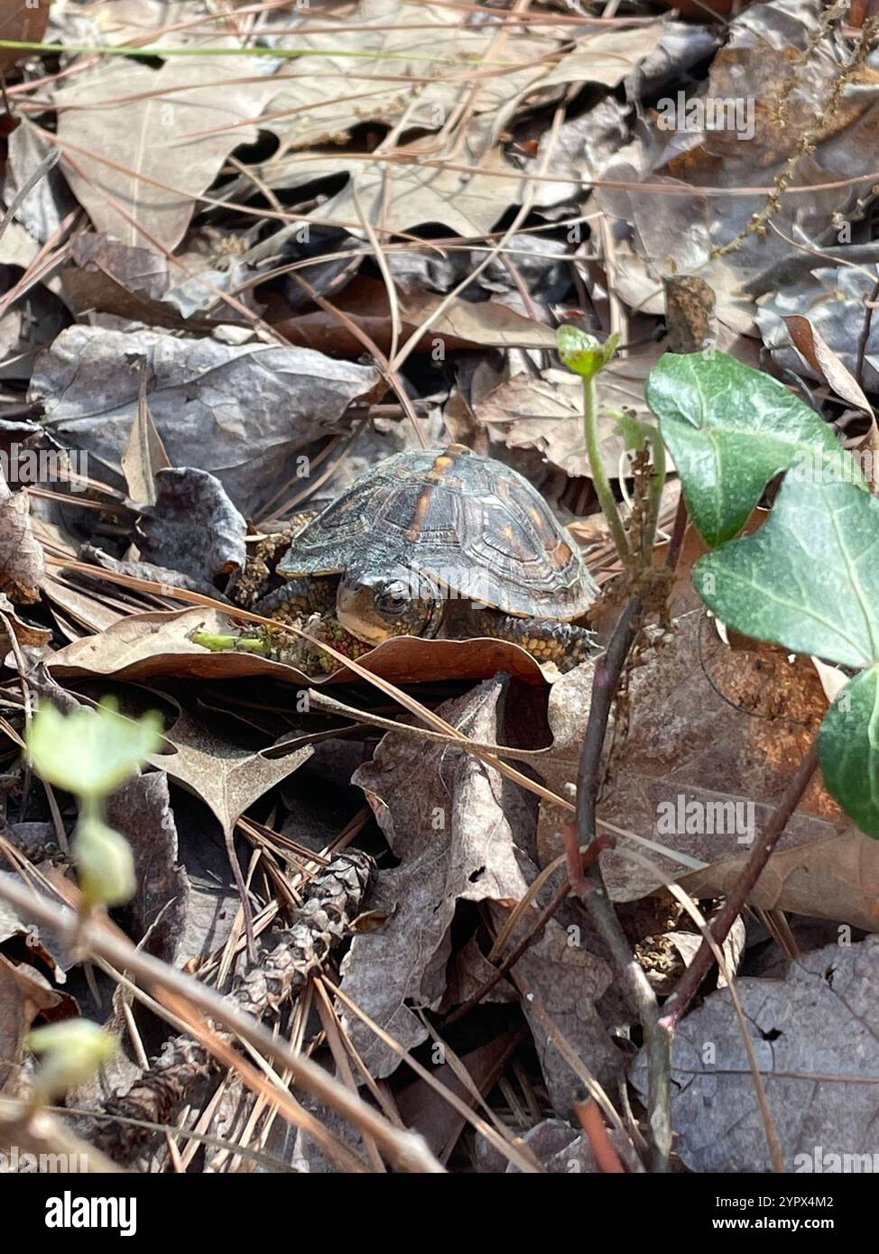 Eastern Box Turtle (Terrapene carolina carolina Stock Photo - Alamy