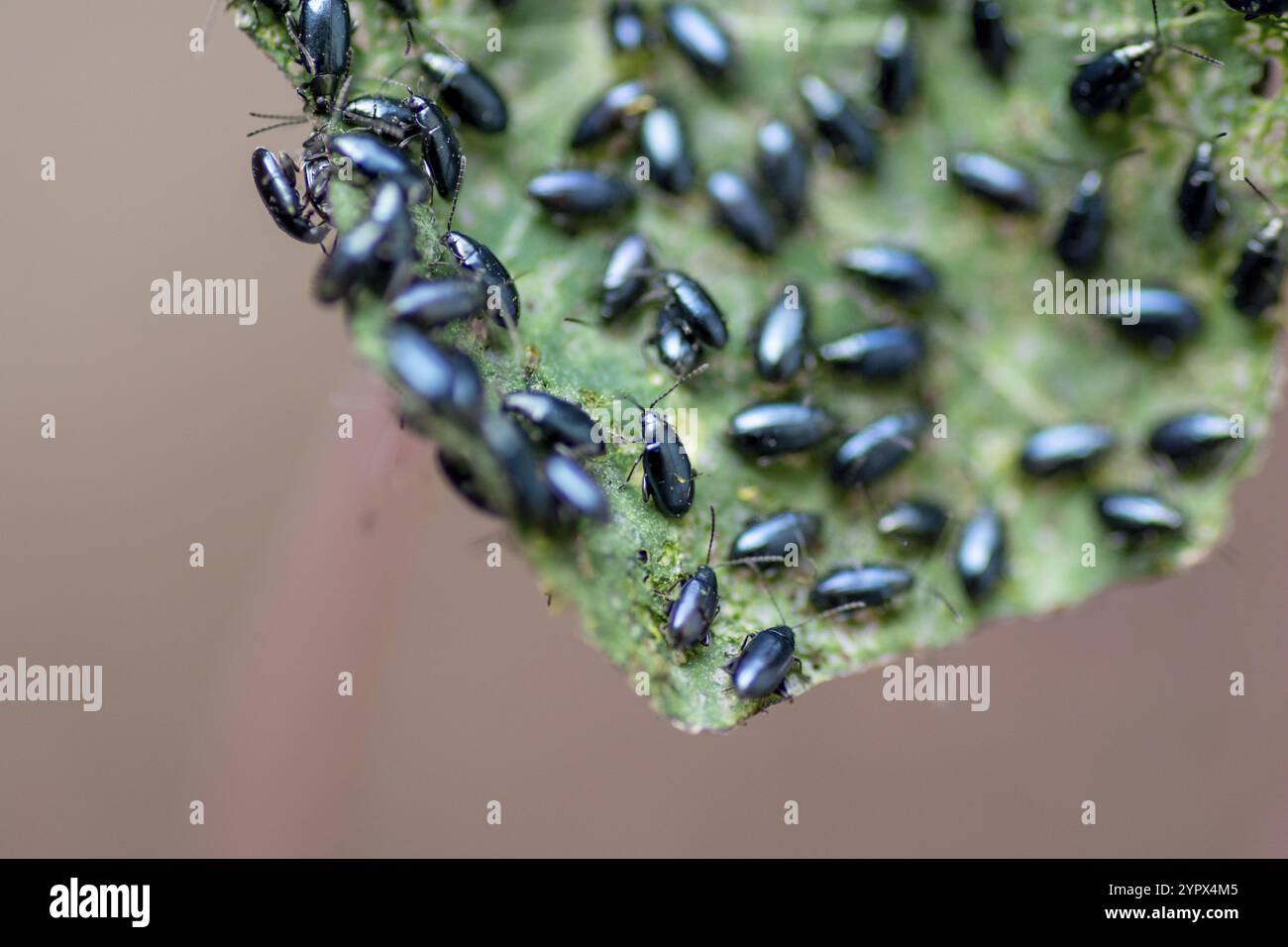 Cress bug hi-res stock photography and images - Alamy
