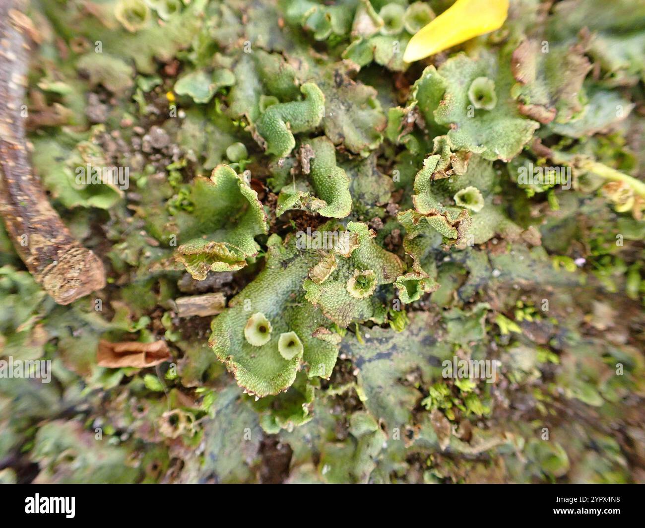 Common Liverwort (Marchantia polymorpha Stock Photo - Alamy