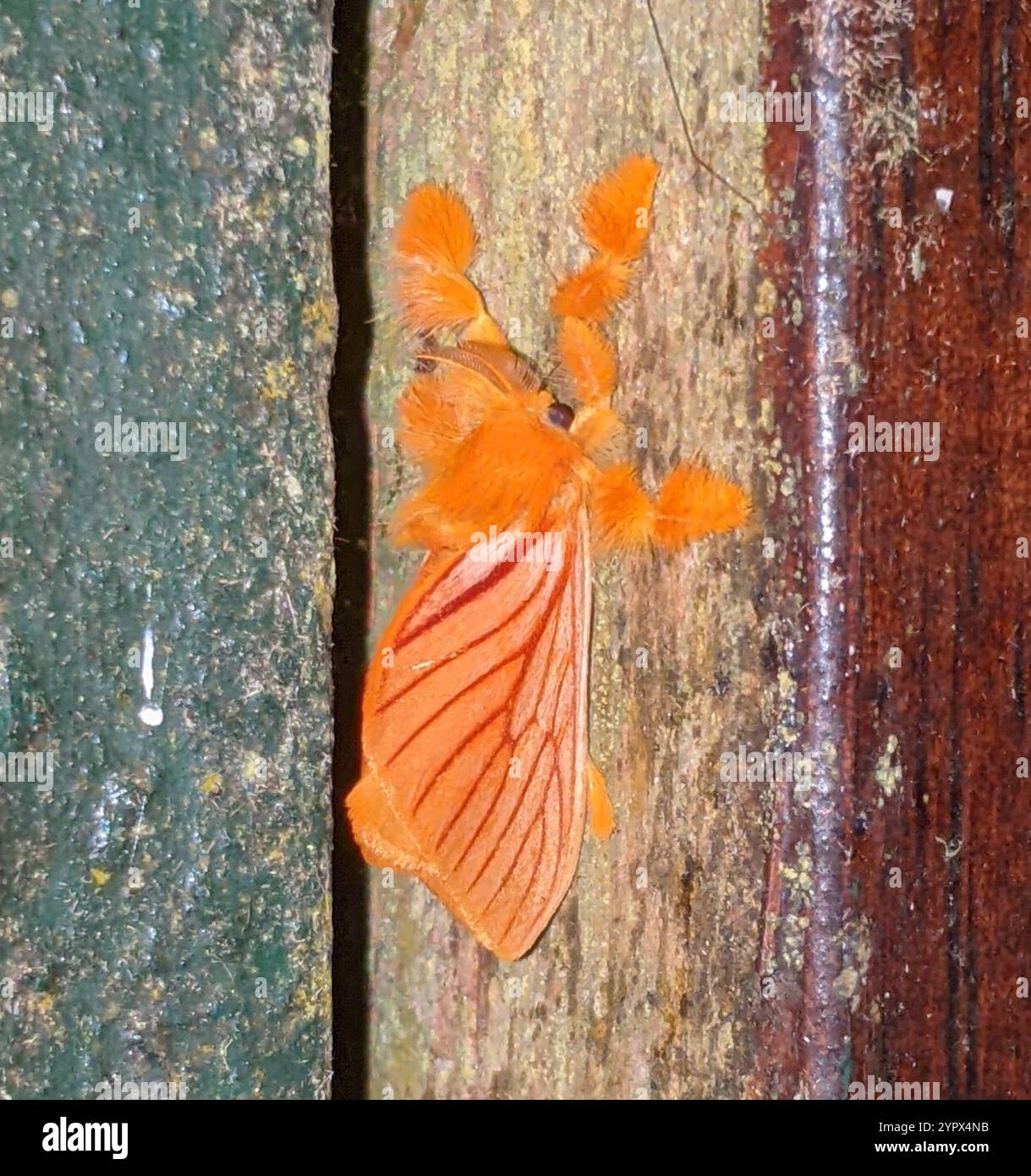 Jewel Caterpillar Moth (Acraga coa Stock Photo - Alamy