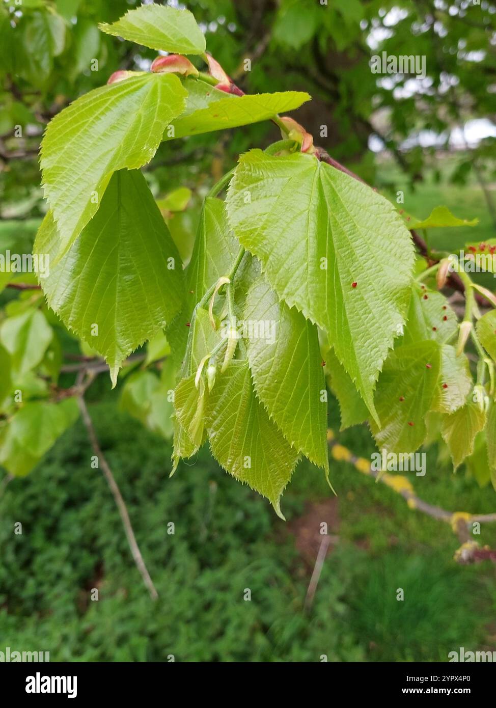 Small-leaved Lime (Tilia cordata Stock Photo - Alamy