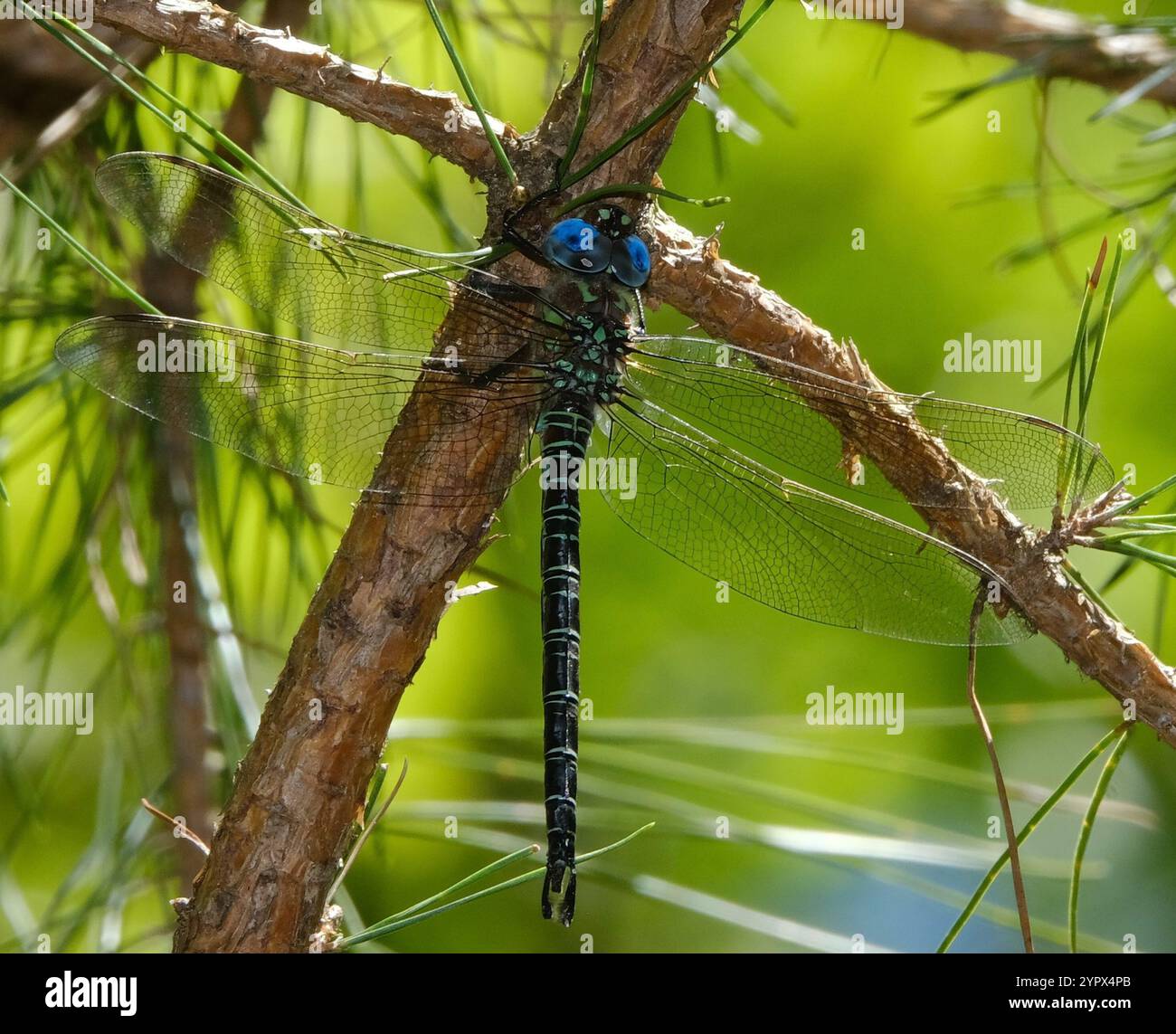 Swamp Darner (Epiaeschna heros Stock Photo - Alamy