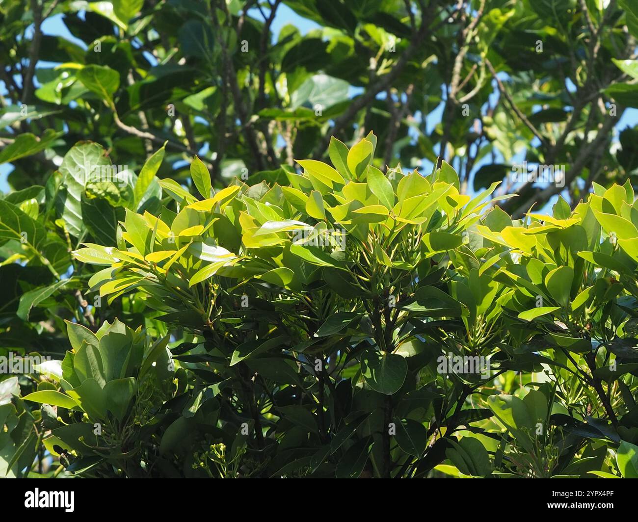 Machilus thunbergii hi-res stock photography and images - Alamy
