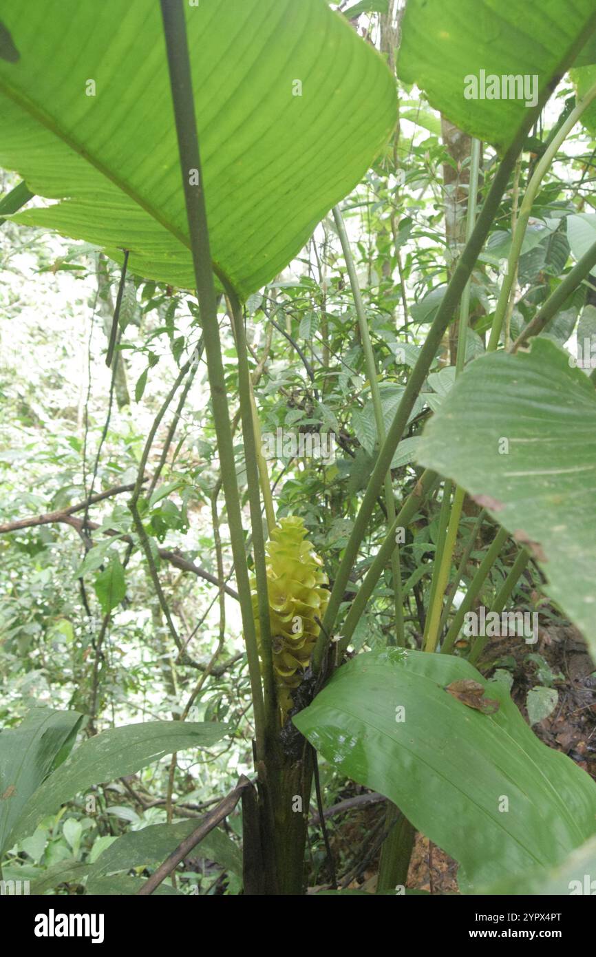 gingers, bananas, and allies (Zingiberales Stock Photo - Alamy