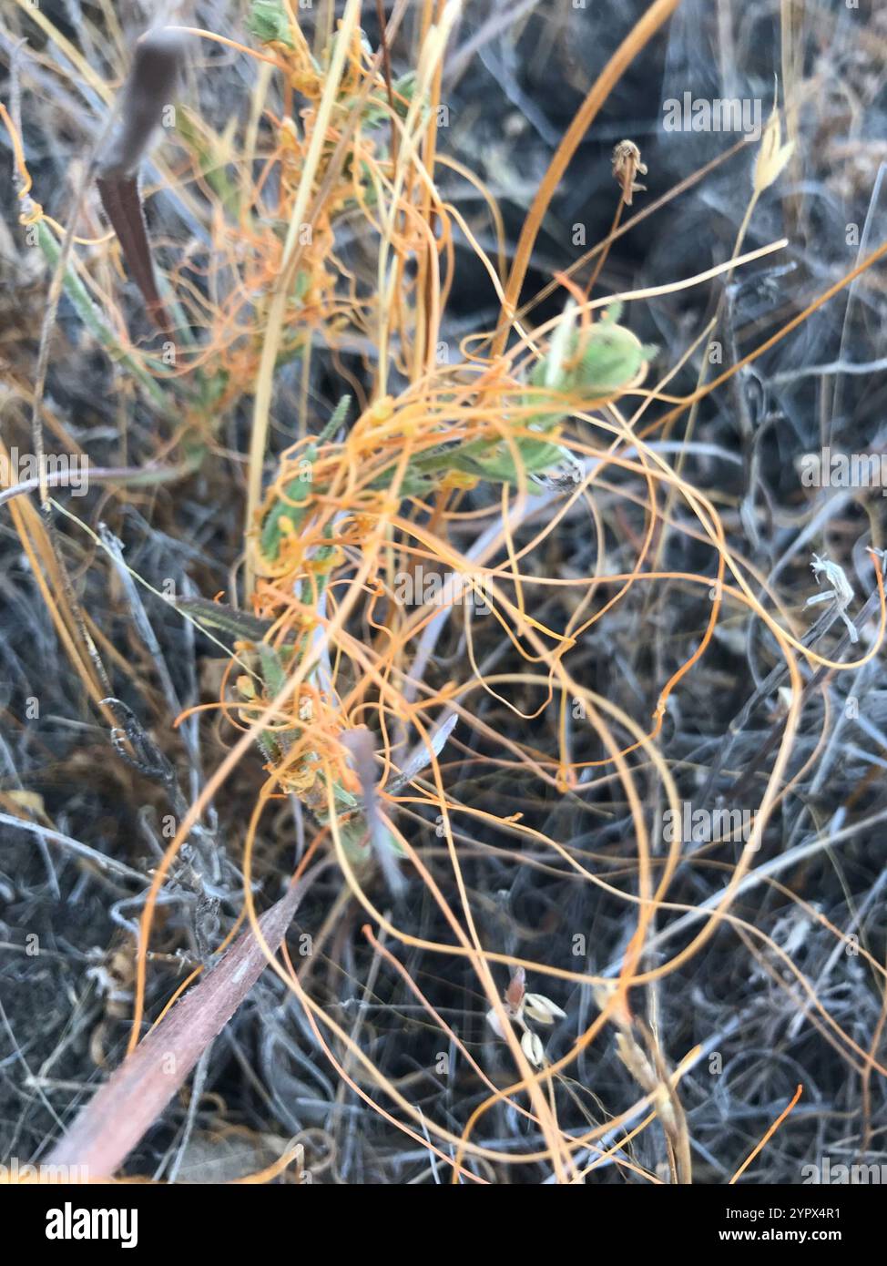 California dodder hi-res stock photography and images - Alamy