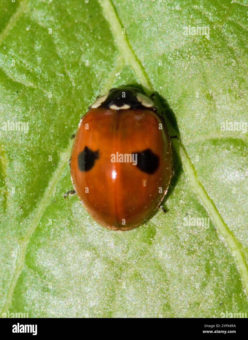 Two-spotted Lady Beetle (Adalia bipunctata Stock Photo - Alamy
