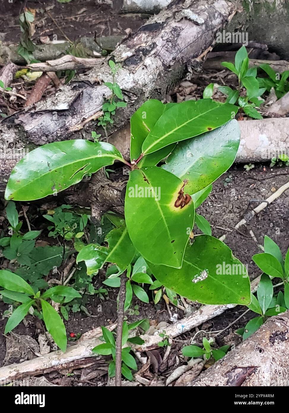 Karaka (Corynocarpus laevigatus Stock Photo - Alamy