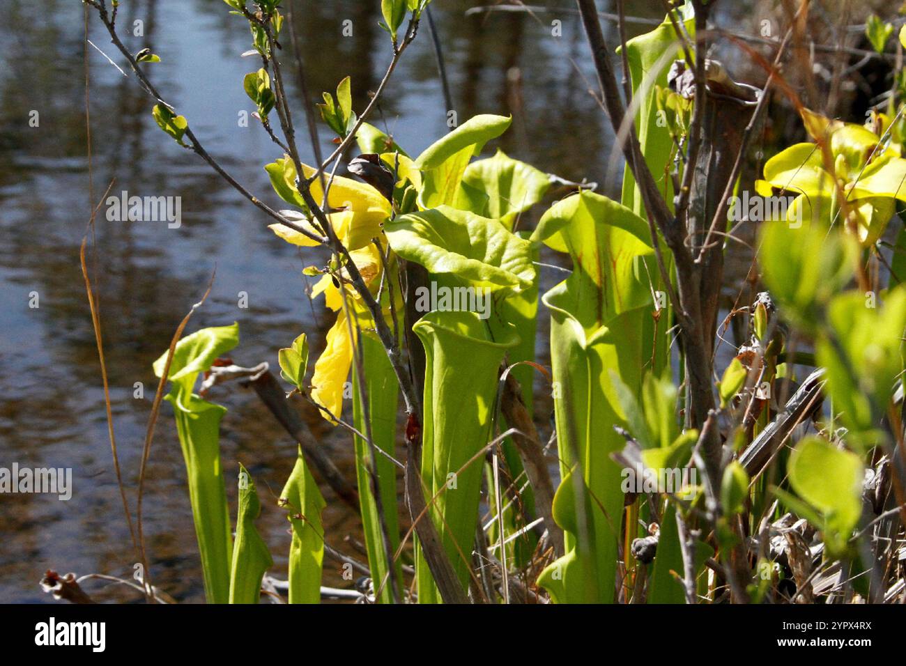 yellow pitcher plant (Sarracenia flava Stock Photo - Alamy