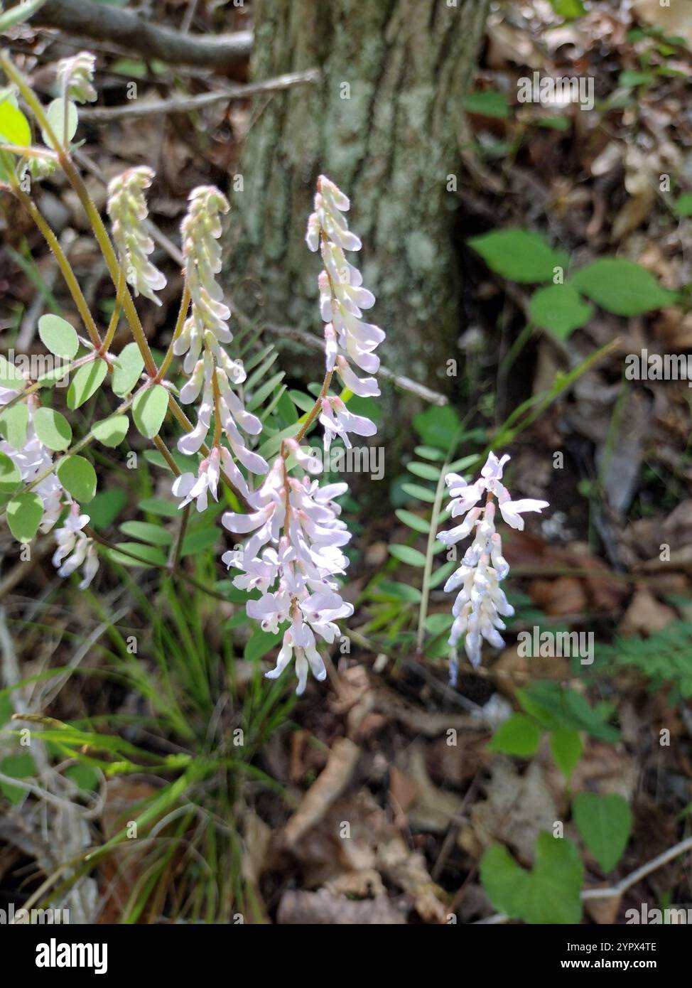 Carolina Vetch (Vicia caroliniana Stock Photo - Alamy