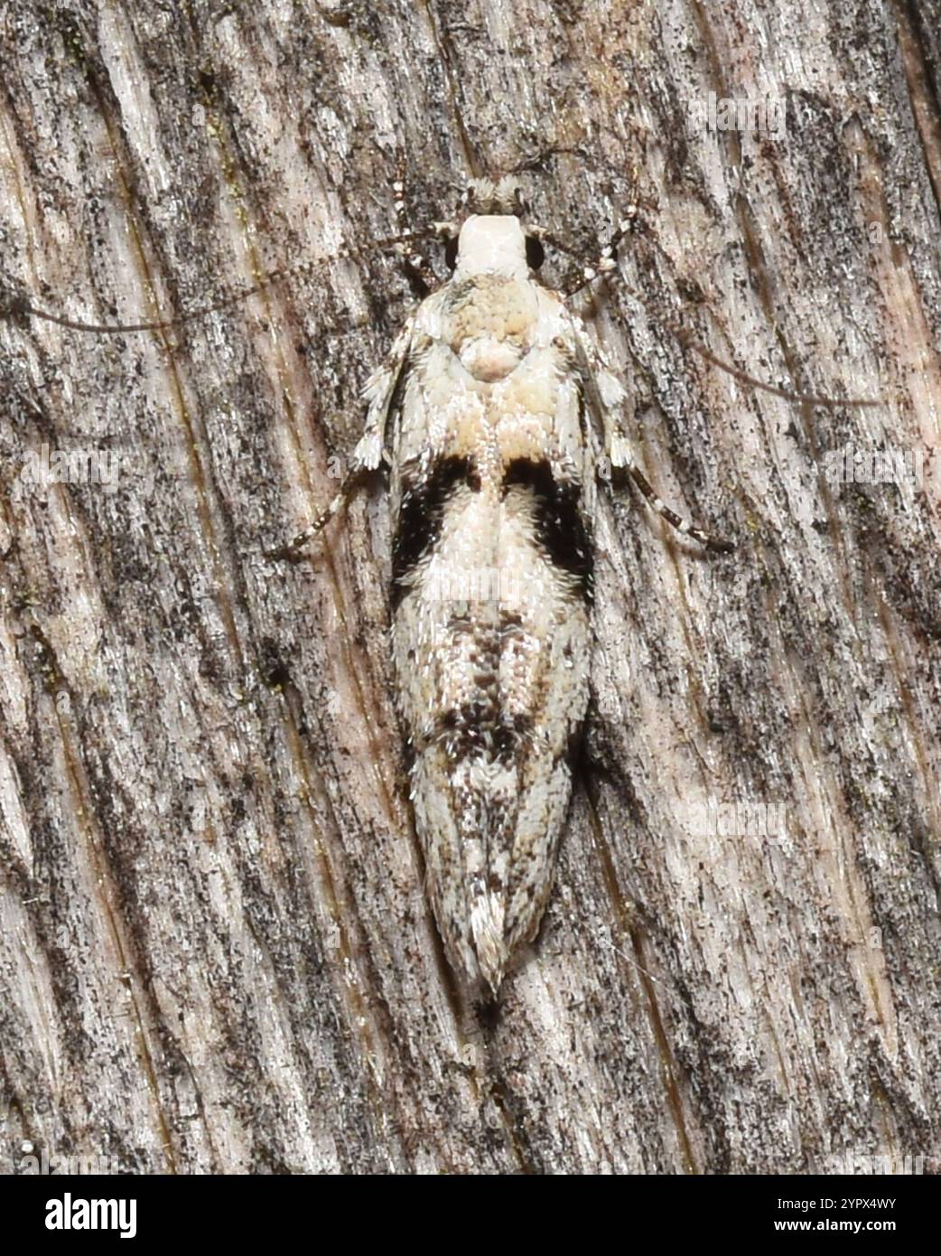 White Stripe-backed Moth (Arogalea cristifasciella Stock Photo - Alamy