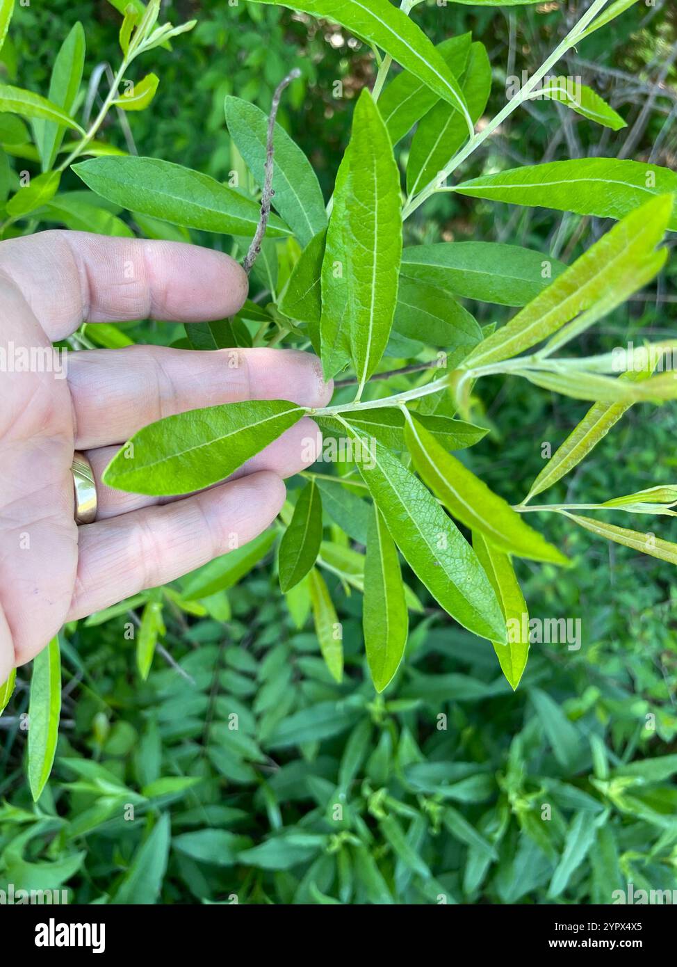 Prairie Willow (Salix humilis Stock Photo - Alamy