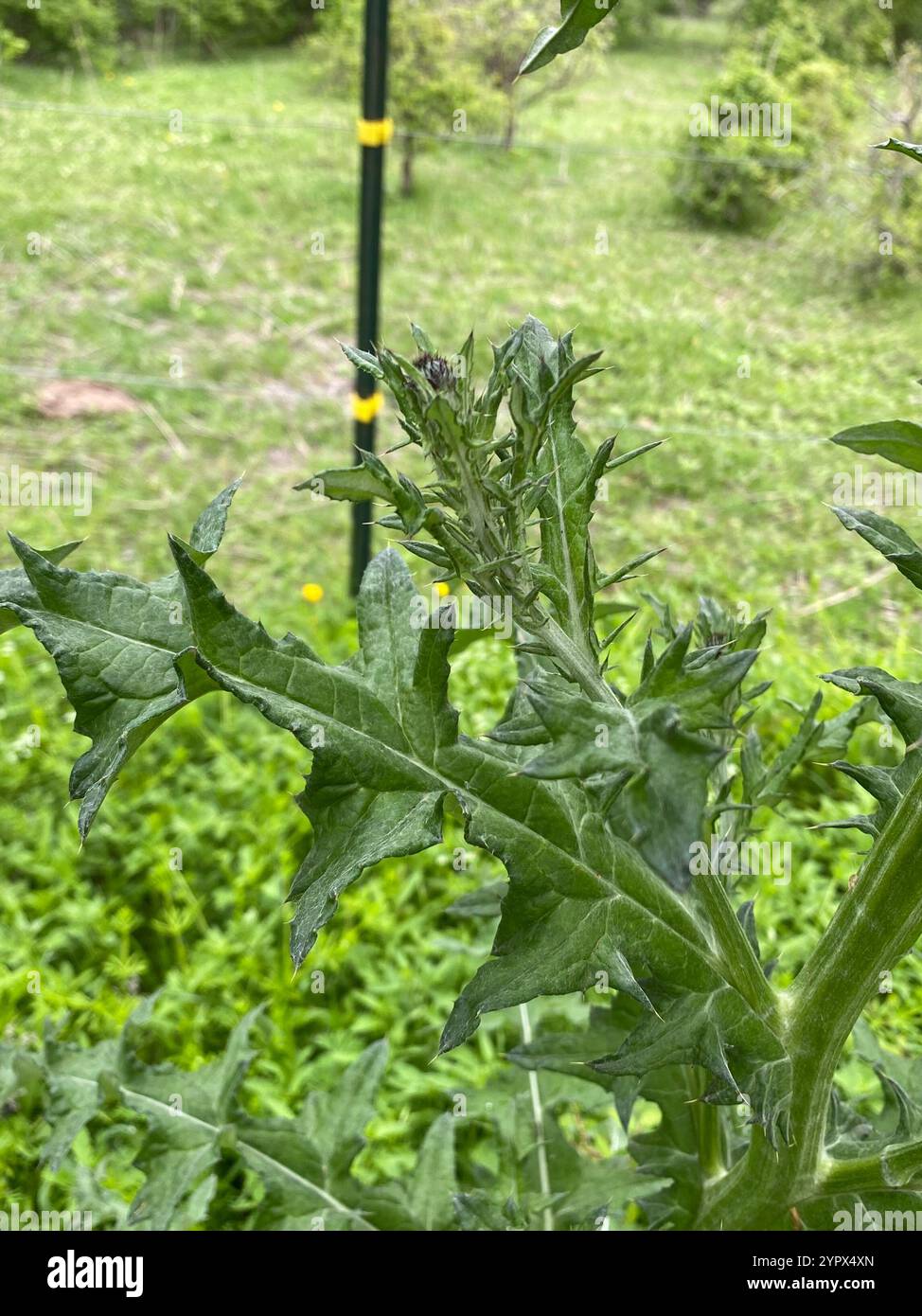Texas Thistle (Cirsium texanum Stock Photo - Alamy