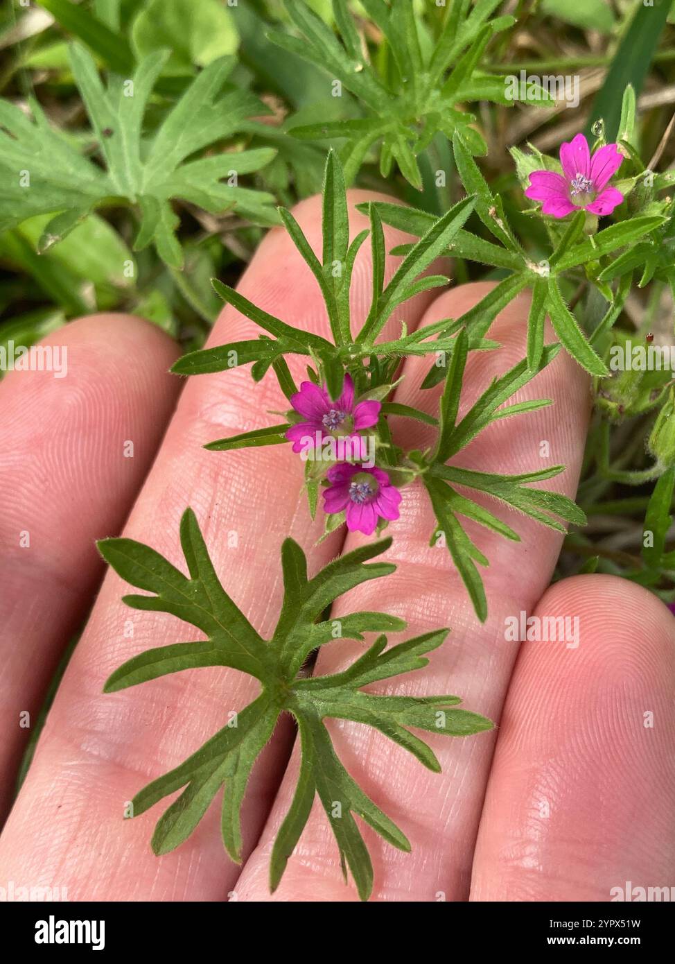 Cut-leaved crane's-bill (Geranium dissectum Stock Photo - Alamy
