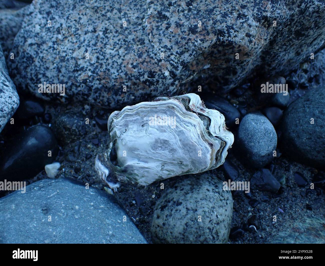 Pacific Oyster (Magallana gigas Stock Photo - Alamy