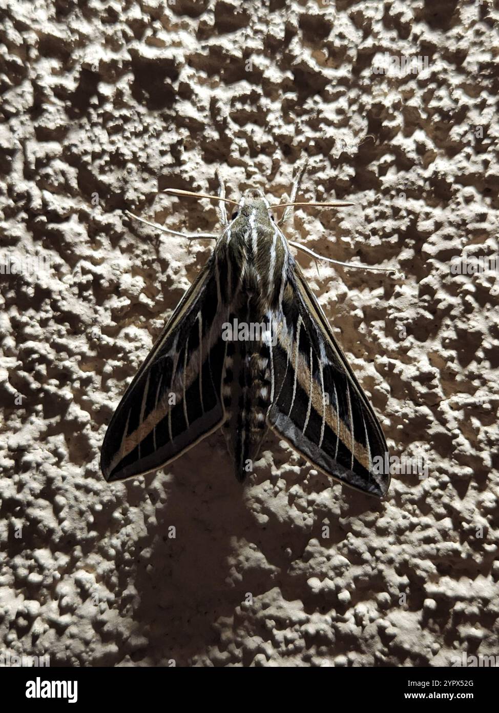 White-lined Sphinx (Hyles lineata Stock Photo - Alamy
