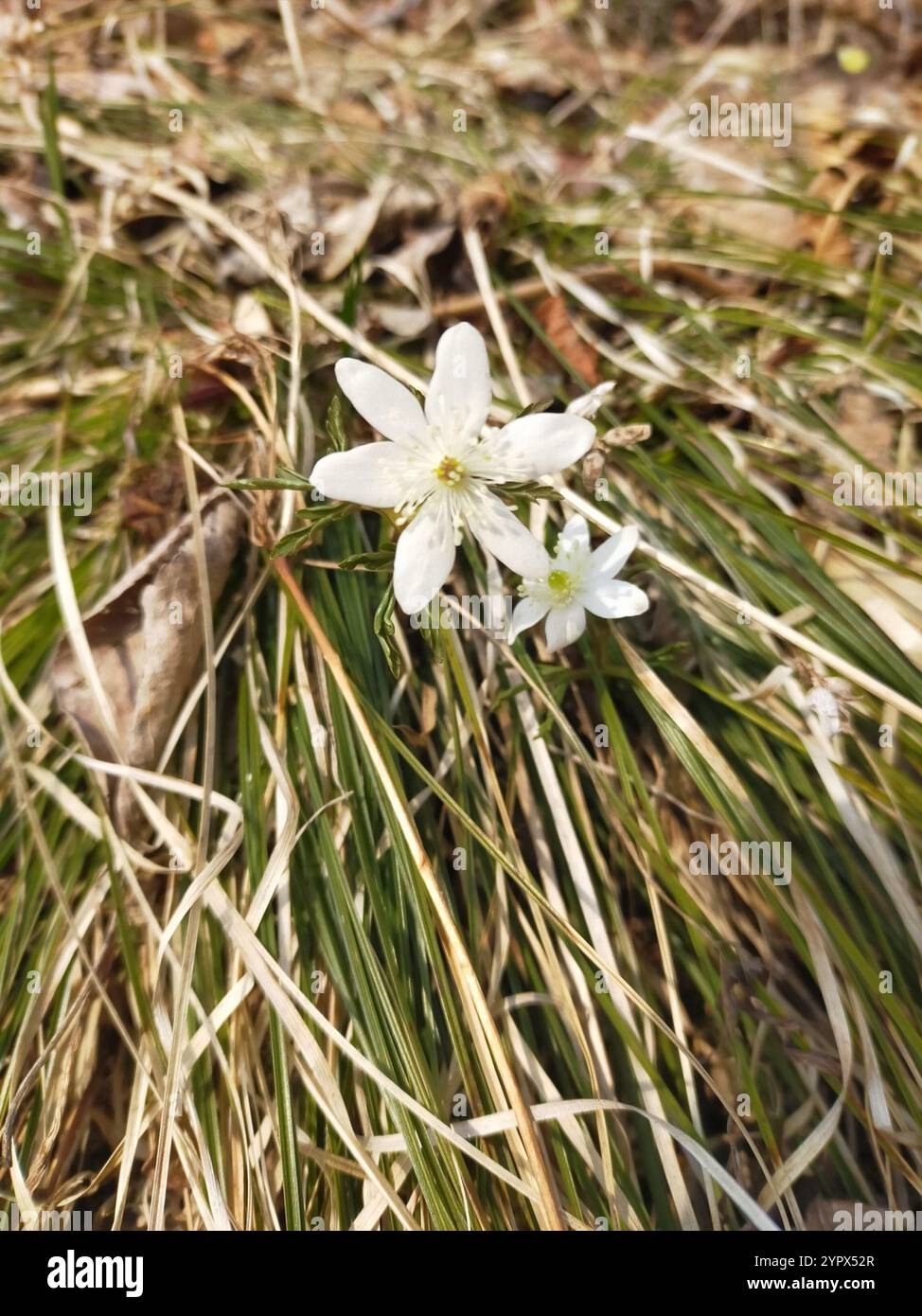 Anemone amurensis hi-res stock photography and images - Alamy