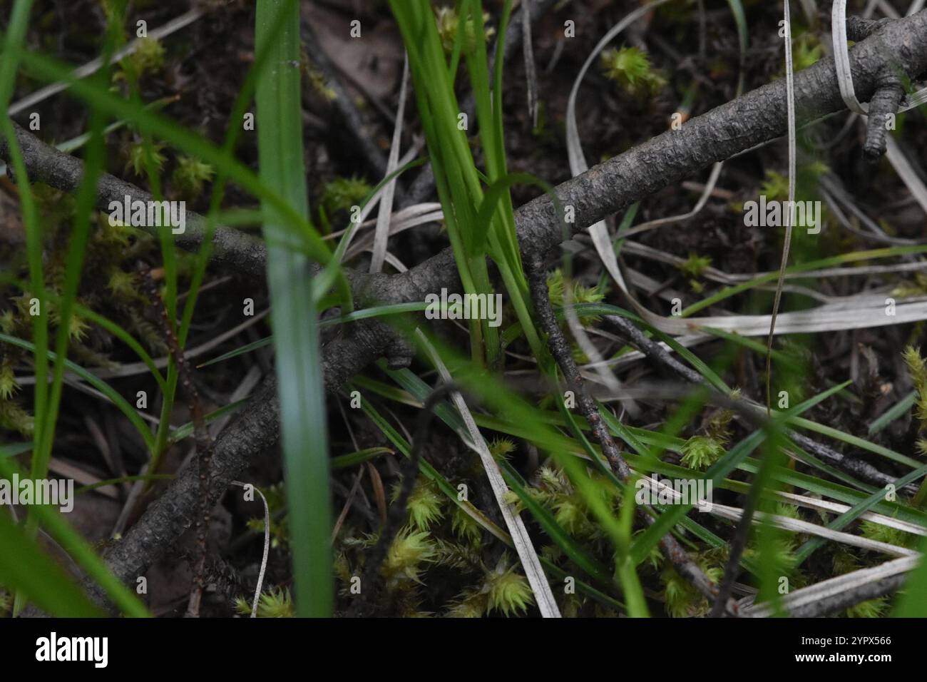 Long-stolon Sedge (Carex inops Stock Photo - Alamy