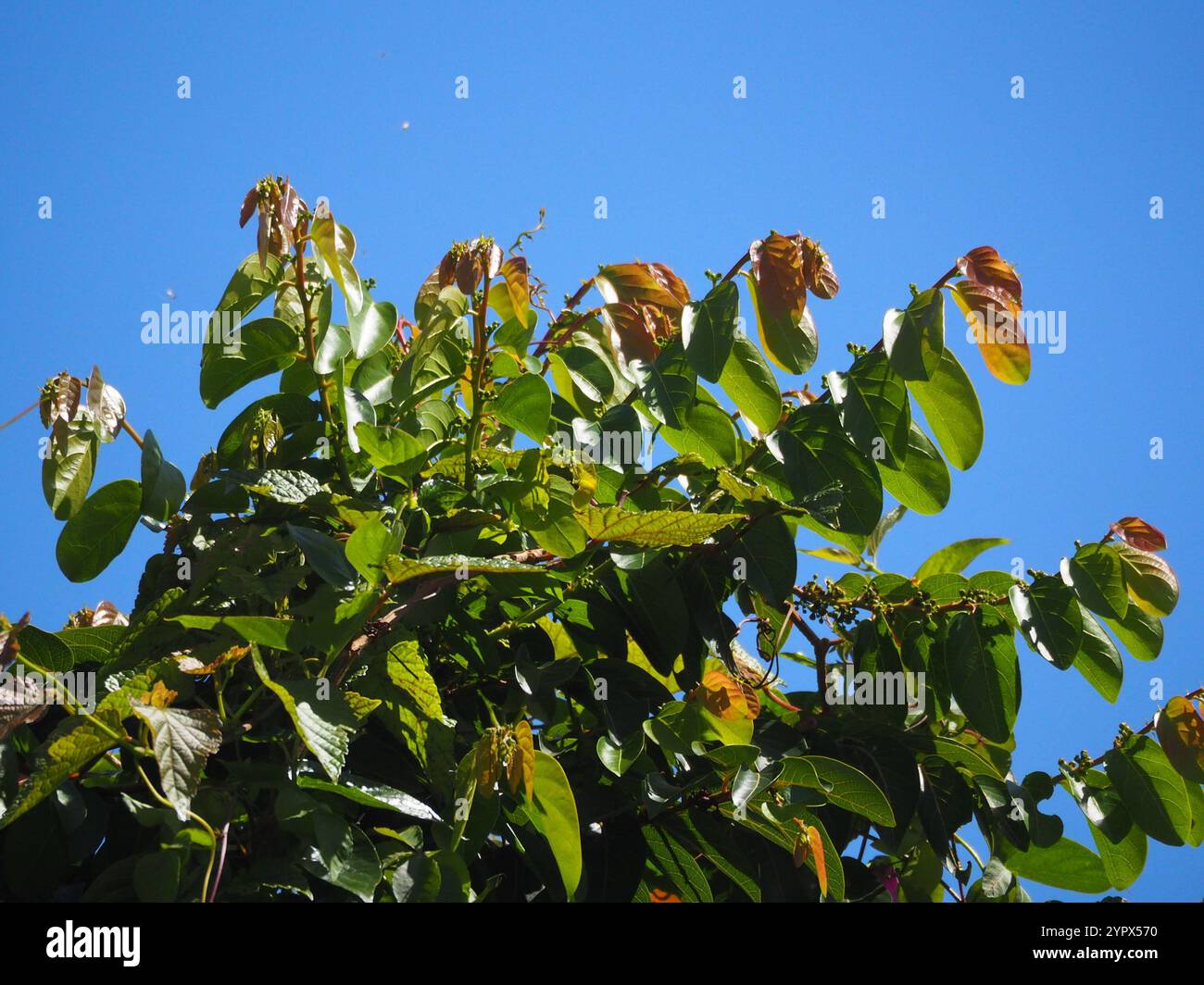 Umbrella cheese tree hi-res stock photography and images - Alamy