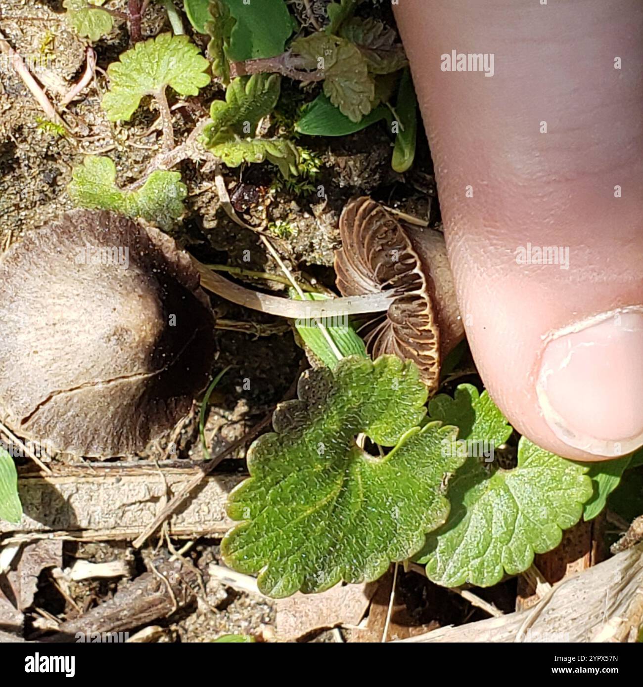 Mowers mushroom panaeolus foenisecii hi-res stock photography and ...