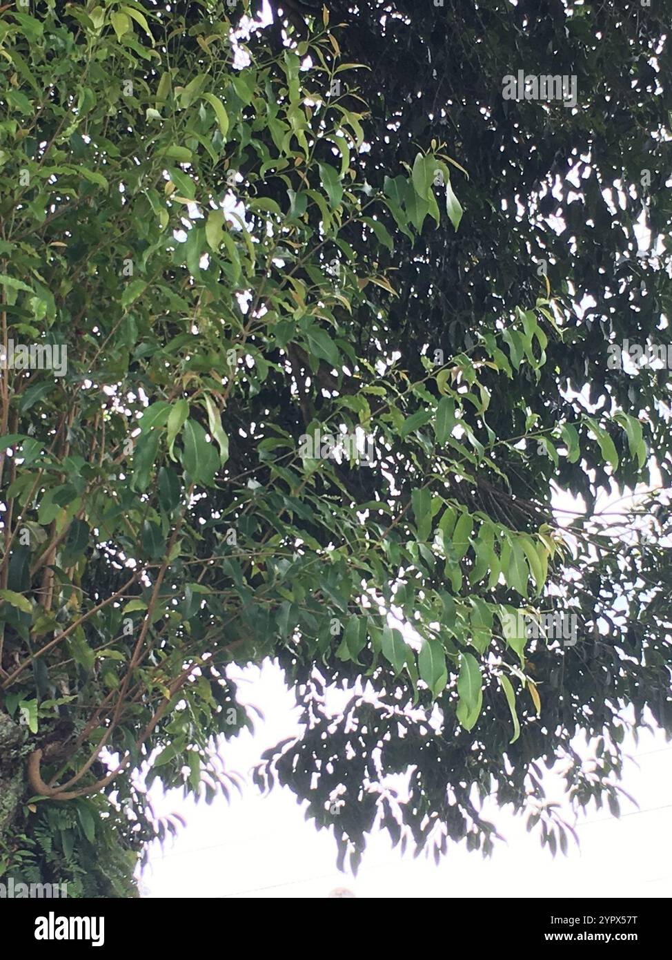 Java plum (Syzygium cumini Stock Photo - Alamy