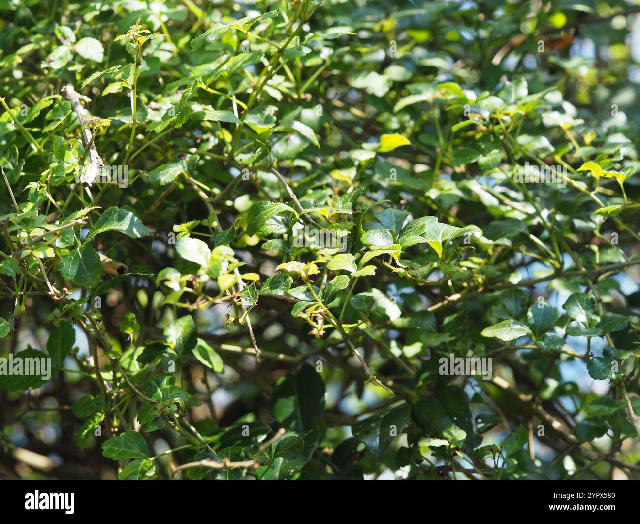 (Eleutherococcus trifoliatus setosus Stock Photo - Alamy
