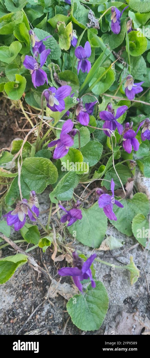 Sweet violet (Viola odorata Stock Photo - Alamy