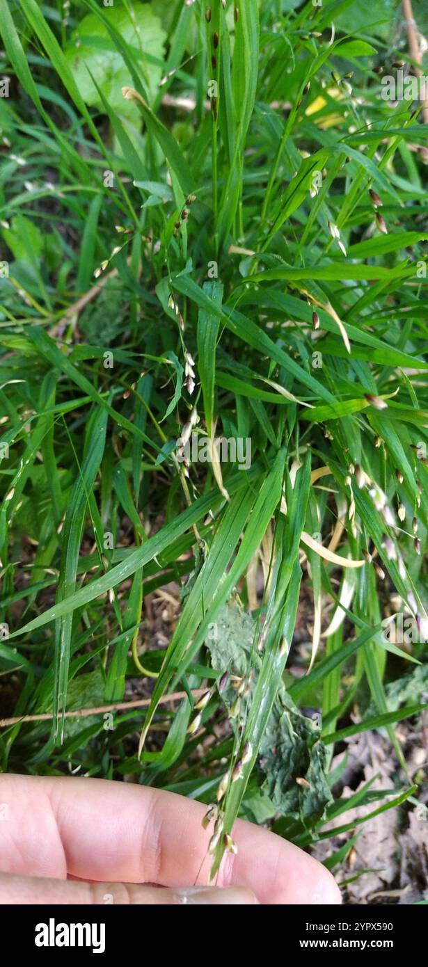 Wood melick hi-res stock photography and images - Alamy