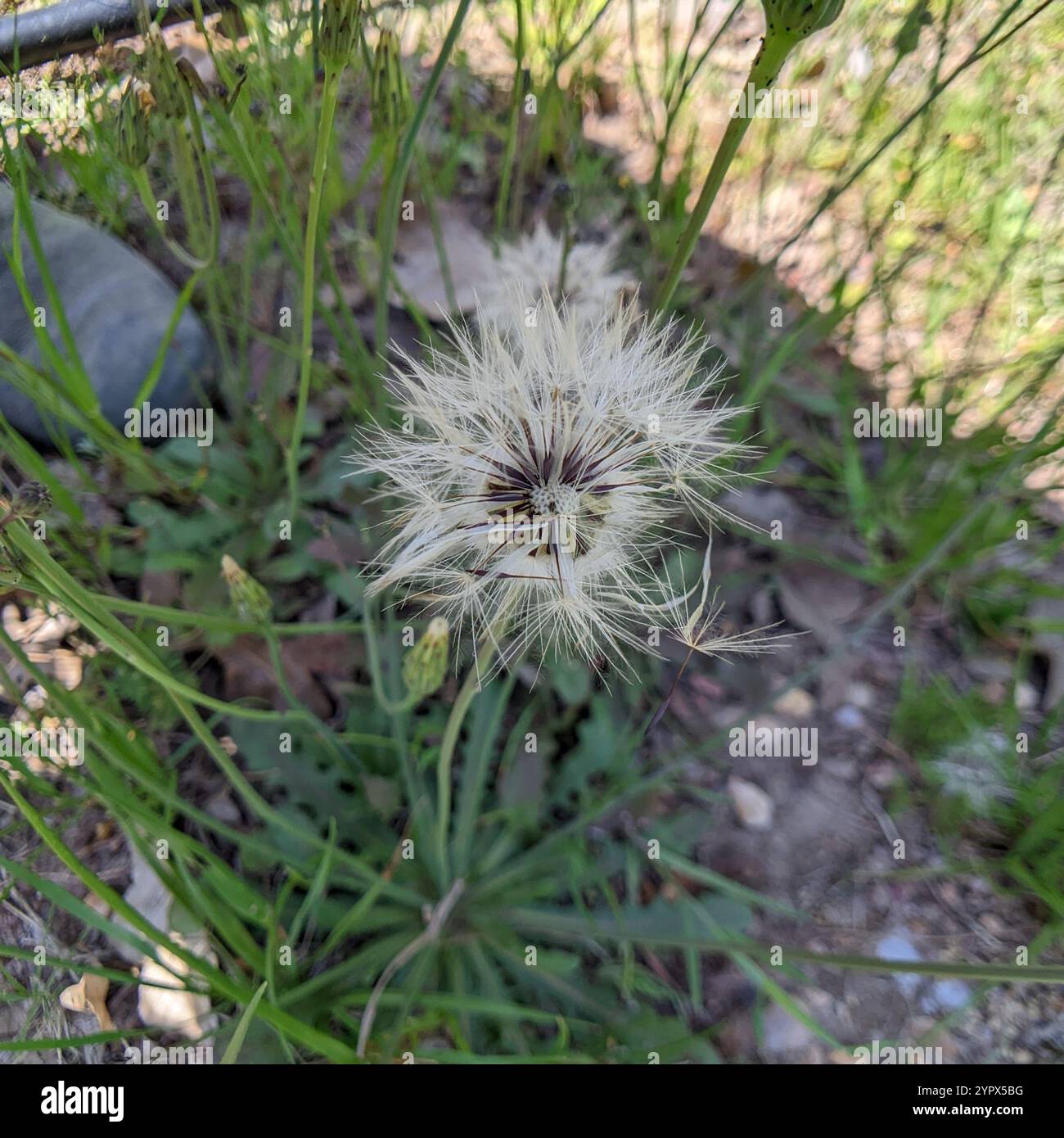 Smooth Cat's Ear (Hypochaeris glabra Stock Photo - Alamy