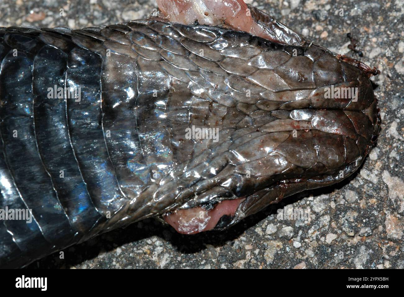 Black-necked Spitting Cobra (Naja nigricollis Stock Photo - Alamy