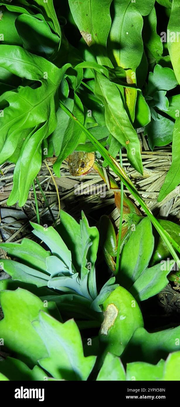 Australian Green Tree Frog (Ranoidea caerulea Stock Photo - Alamy